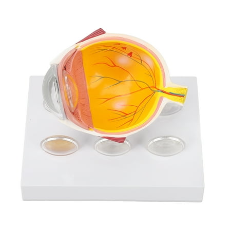 Eye Anatomy Model, Human Eyeball Model Internal External Structure ...