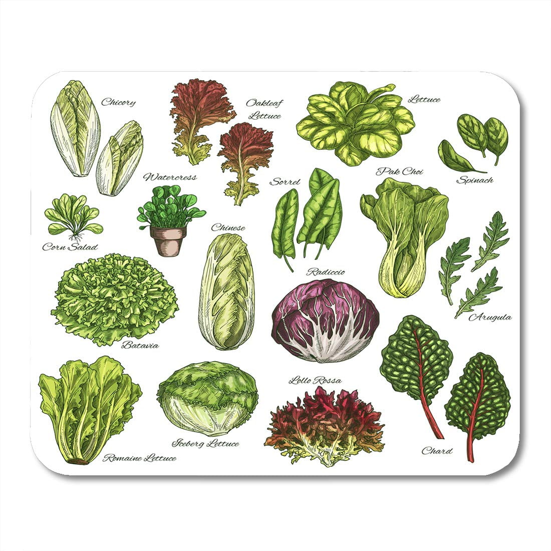 Types Of Lettuce Chart