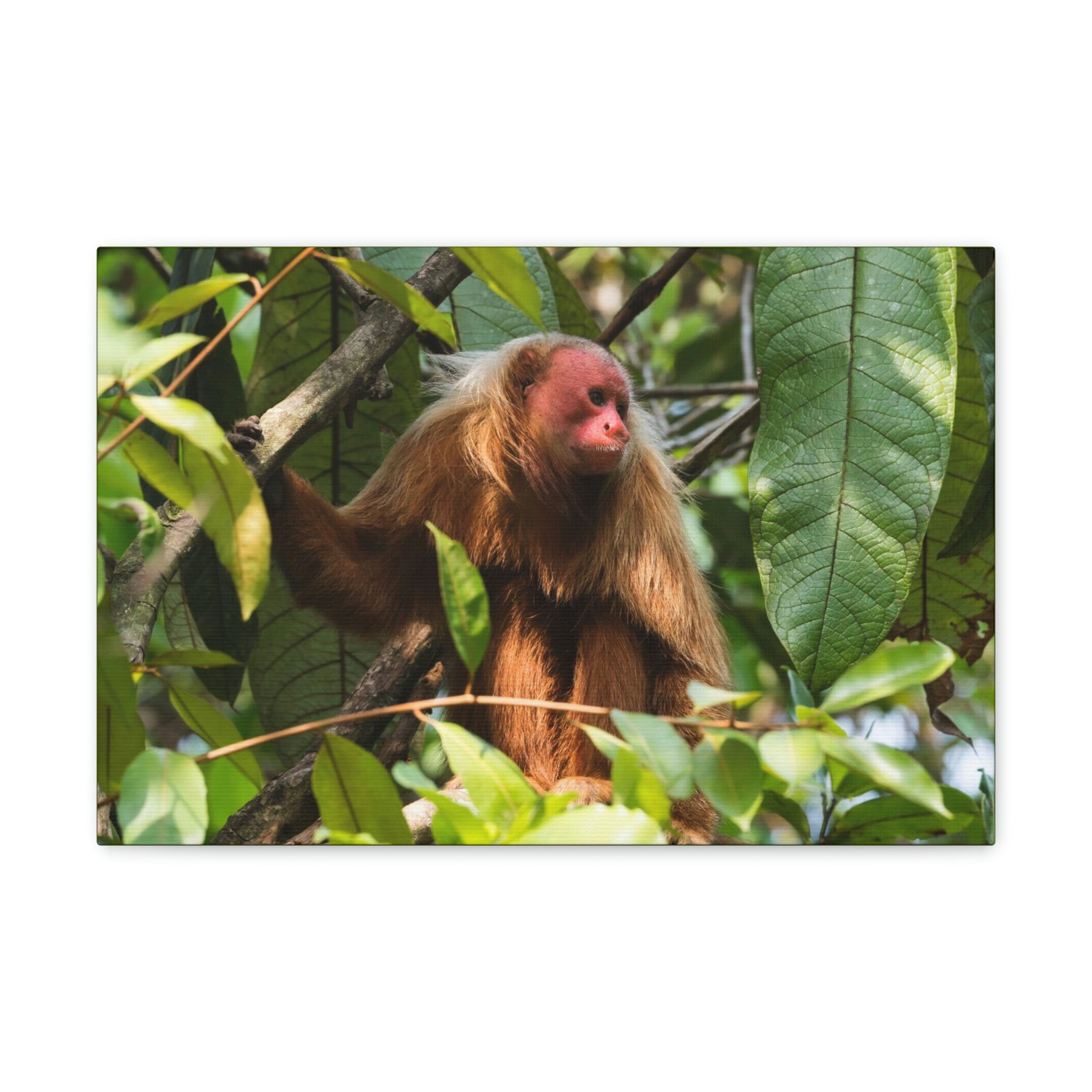 Majestic Uakari Art Majestic Uakari Print Animal Wall Art Wildlife ...