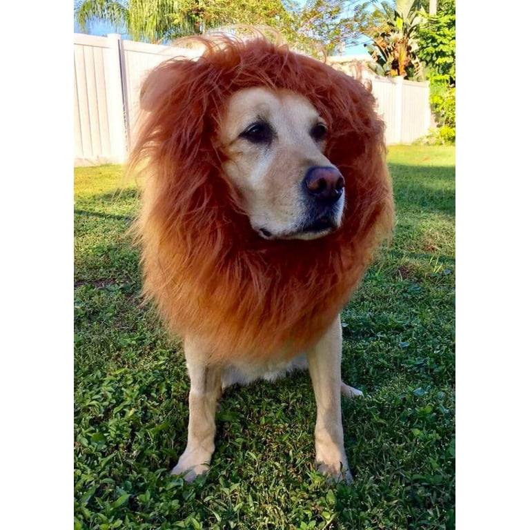 Poodle Lion