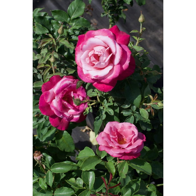 Bush Rose Fragrant Plum