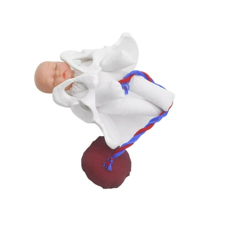 Female Pelvis Model Childbirth Model for Science Education Female ...