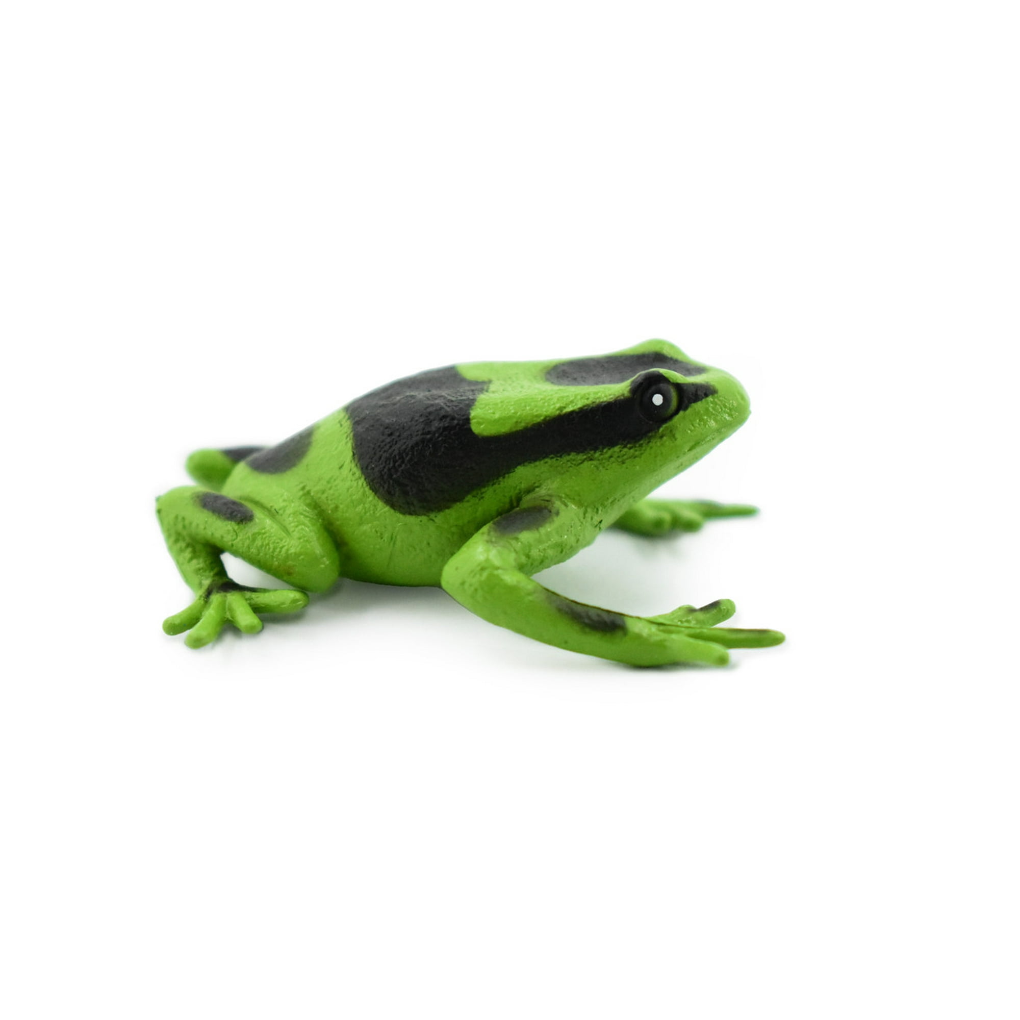 Green Poison Arrow Frog