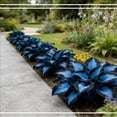 Variegated Butterfly Hostas Flowers Planting Mix-Iridescence-Beautiful ...