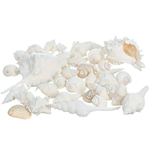 White Decorative Sea Shell Mix | 1 Pound of Shell for Decoration ...