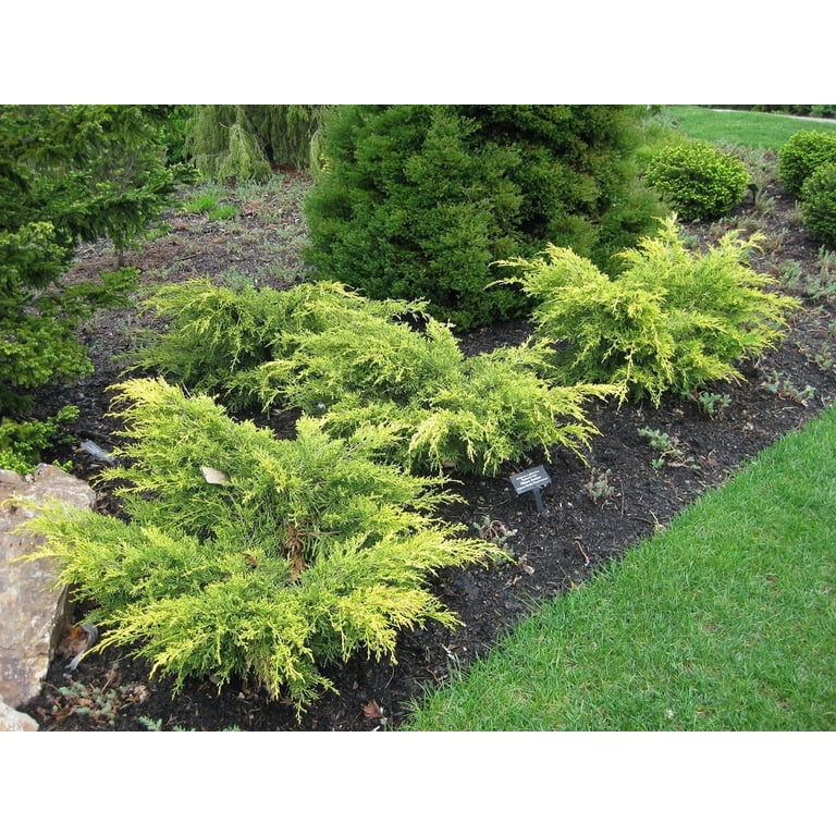 Old Gold Juniper Care