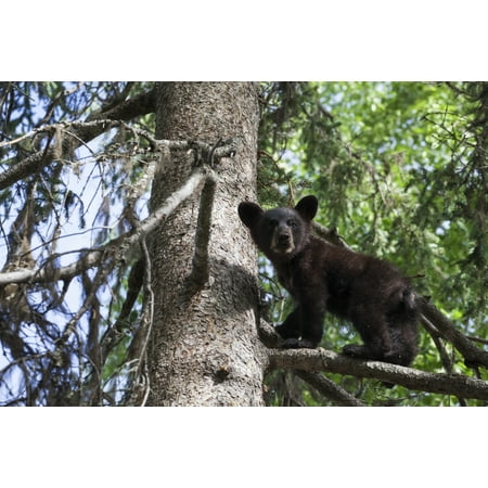 Black Bear (Ursus Americanus) Cub Climbing On A Tree Branch, South ...
