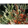 200 WHITE MIGNONETTE Reseda Alba Very FRAGRANT Flower Seeds - Walmart.com
