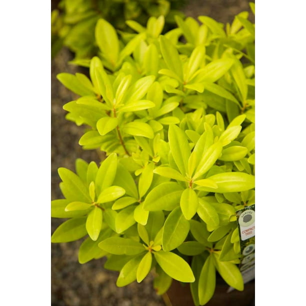 Florida Sunshine Illicium 'Anise' (2 Gallon) Brightly Colored Evergreen ...