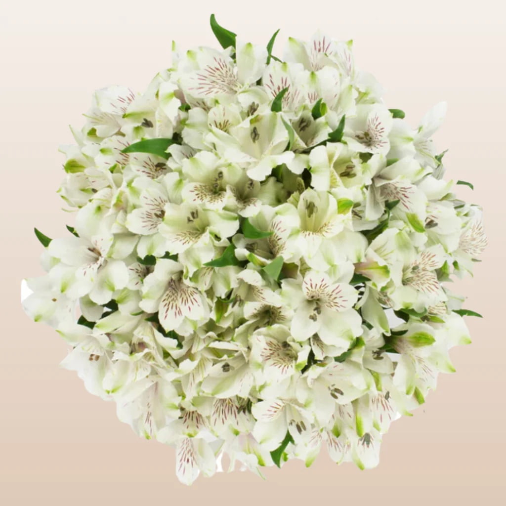Click here for Blooms To Go Wholesale Fresh Flowers - White Alstr... prices
