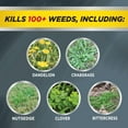 Powerful Image All-in-One Lawn Weed Killer Herbicide, 24 oz ...