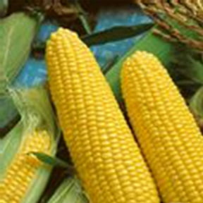 Silver King Hybrid Corn Garden Seeds - 5 Lb - Non-GMO Vegetable ...