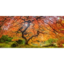 Sugar Maple Tree Seeds for Planting - 20+Seeds to Grow - Vibrant Yellow ...