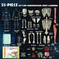 Human Body Model for Kids, 35 Piece Anatomy Figure, Learning Toys for 6 ...