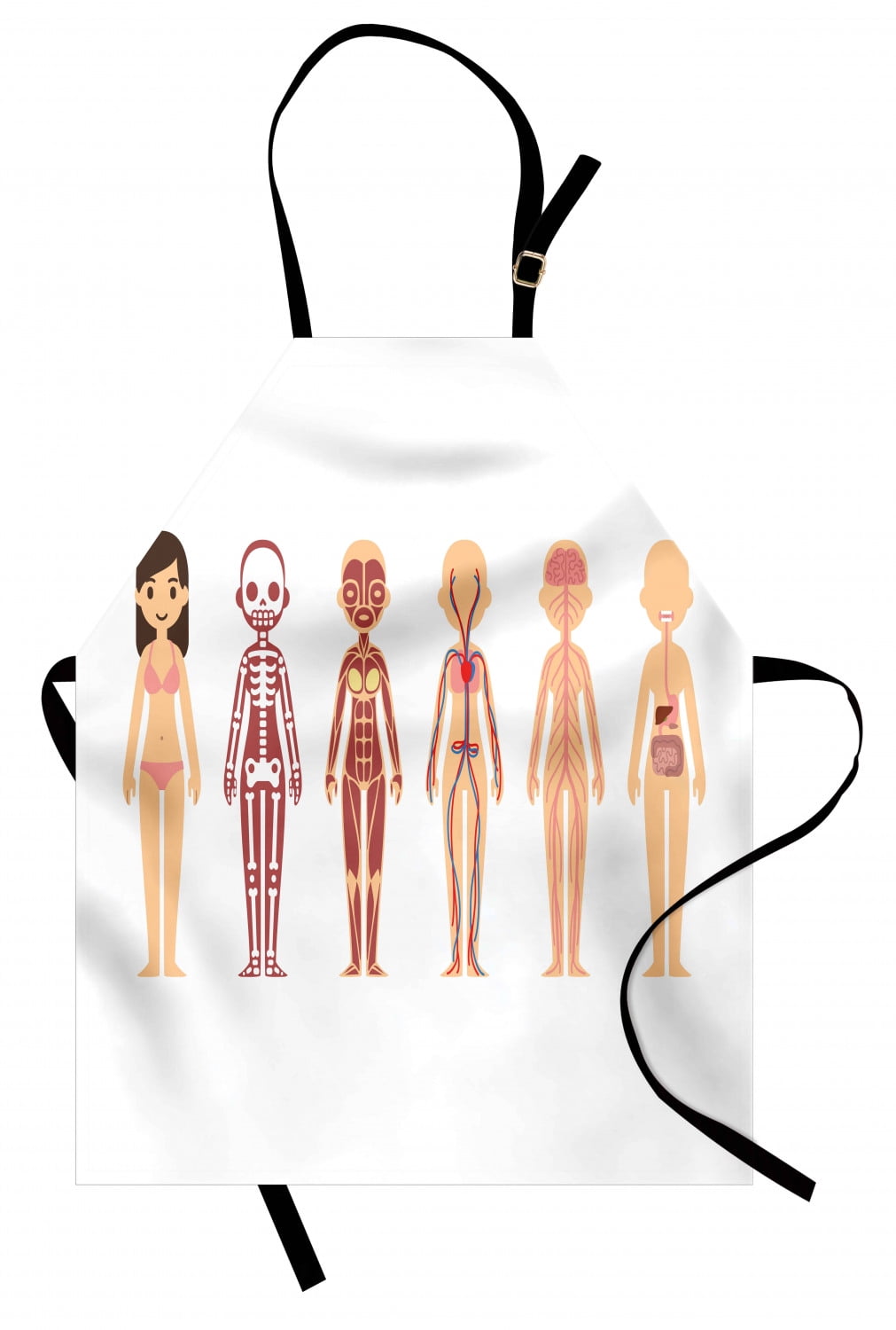 Biology Apron, Female Body Anatomy Chart Skeletal Muscular Circulatory ...