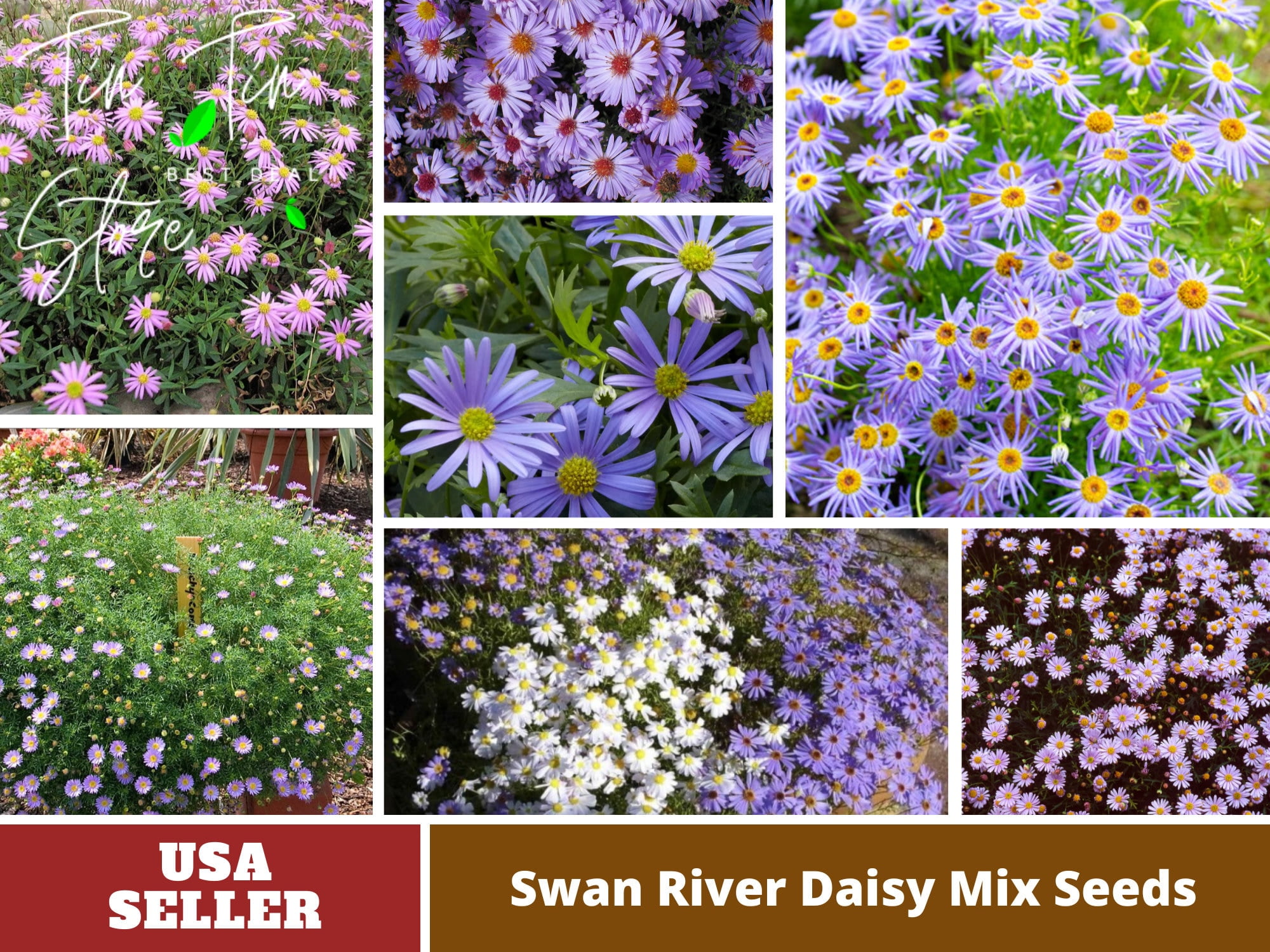 100+ Seeds-Swan River Mix Daisy Seeds-Authentic Seeds-Flowers-Rose ...