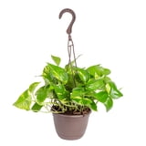 Exotic Angel Plant Live Indoor Plant Foliage Assorted Mulit-Color in ...