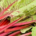Swiss Chard Seed - Swiss Chard Ruby Red Herb Seeds - 2000 Seeds - Walmart.com