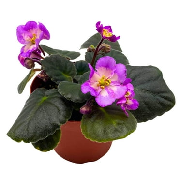 Harmony Foliage African Violet Smokey Moon 4 inch Gesneriad - Walmart.com