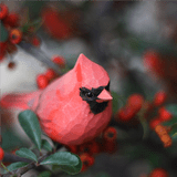 Diy-Science Edu Handmade Wood Northern Cardinal Figurine, 3.9'' High ...