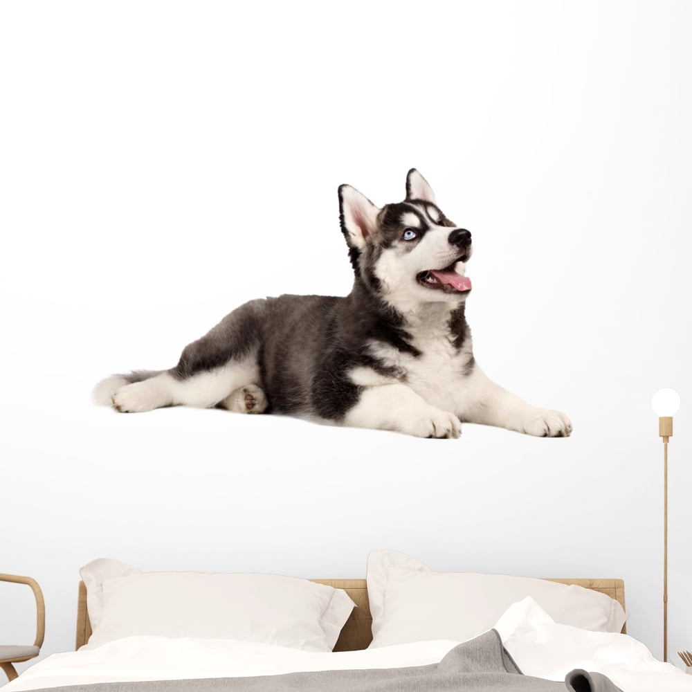 Siberian Husky Puppy White Wall Mural Decal Sticker, Wallmonkeys Peel ...