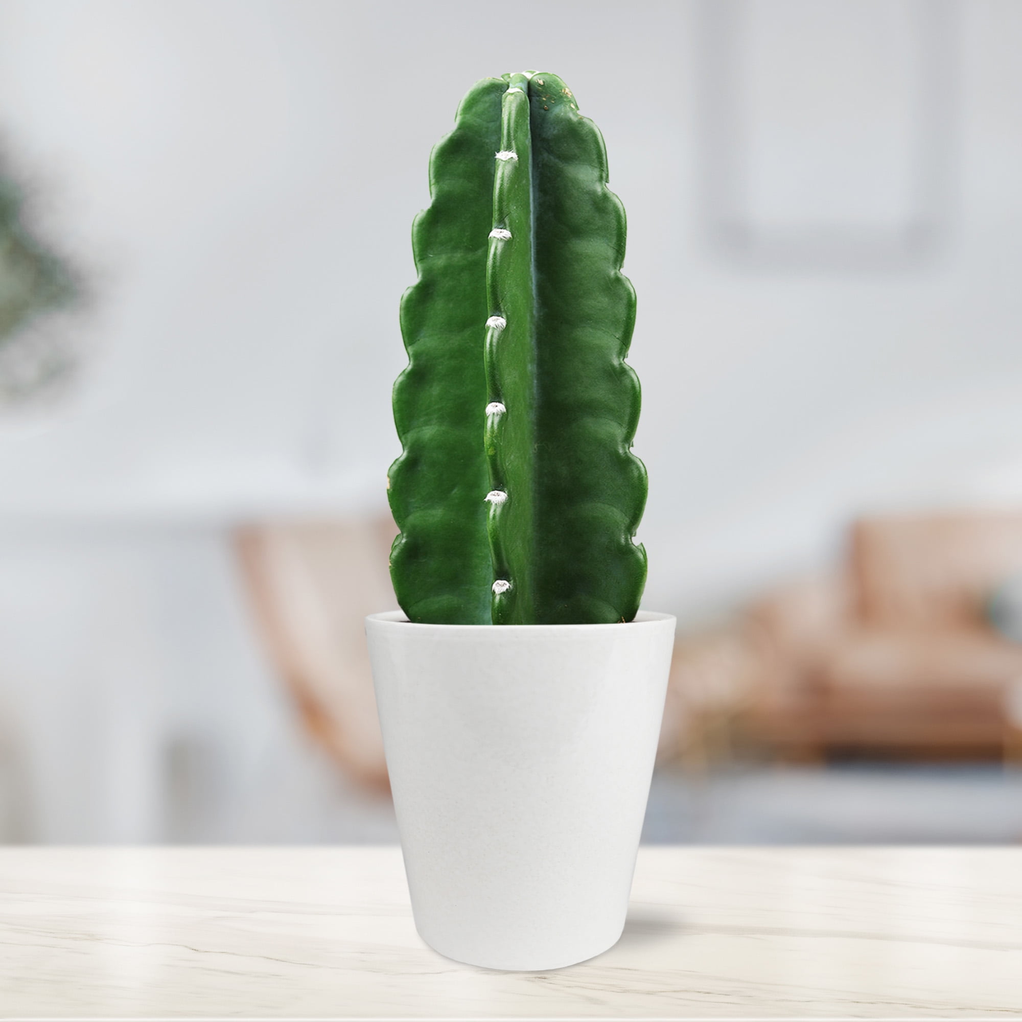 Cactus Plant