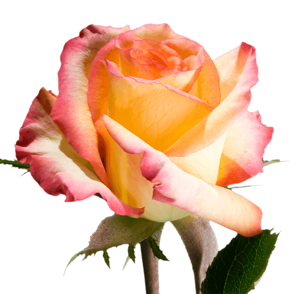 Yellow Roses With Pink Tips