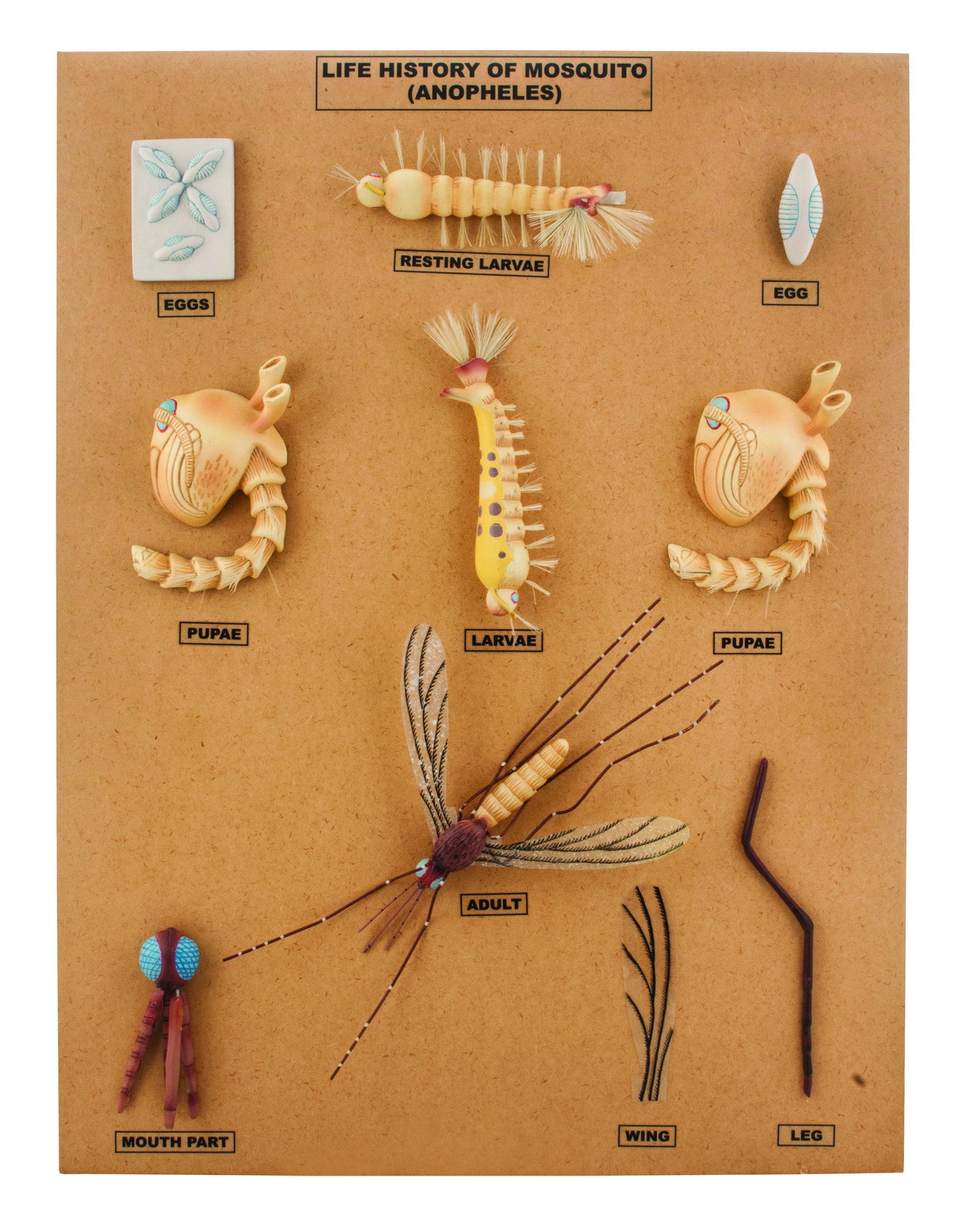 Mosquito (Culex) Development Model - 10 Stages Mounted on Base - Eisco ...
