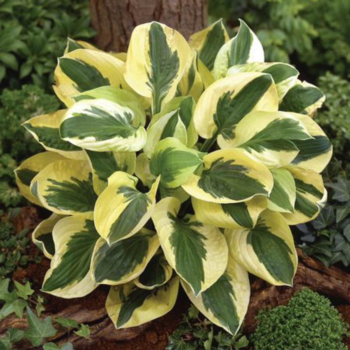 Brim Cup Hosta Dormant Bare Root Shade Perennial Plants, 3-Pack ...