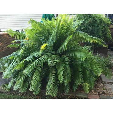 2 BOSTON FERN - Original - 4" Potted Plant - Live Plant - Walmart.com