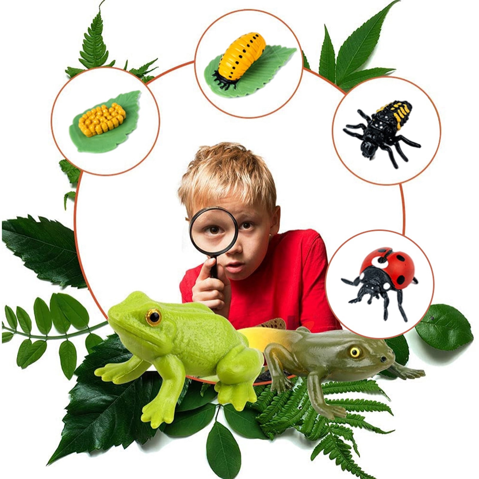Kit de ciclo de vida de insectos, kit de ciclo de vida de insectos ...