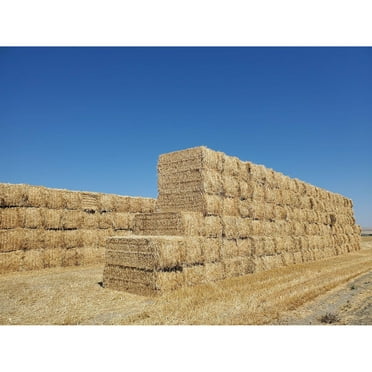 Premium Organic 100% Natural Straw for Animal Bedding, Garden Mulch ...