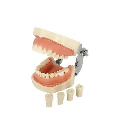 Dental Model Standard Model Of Bionic Teeth-fanceye - Walmart.ca