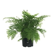 American Plant Exchange Stromanthe Trio Star, 6-Inch Pot, Vibrant Live ...