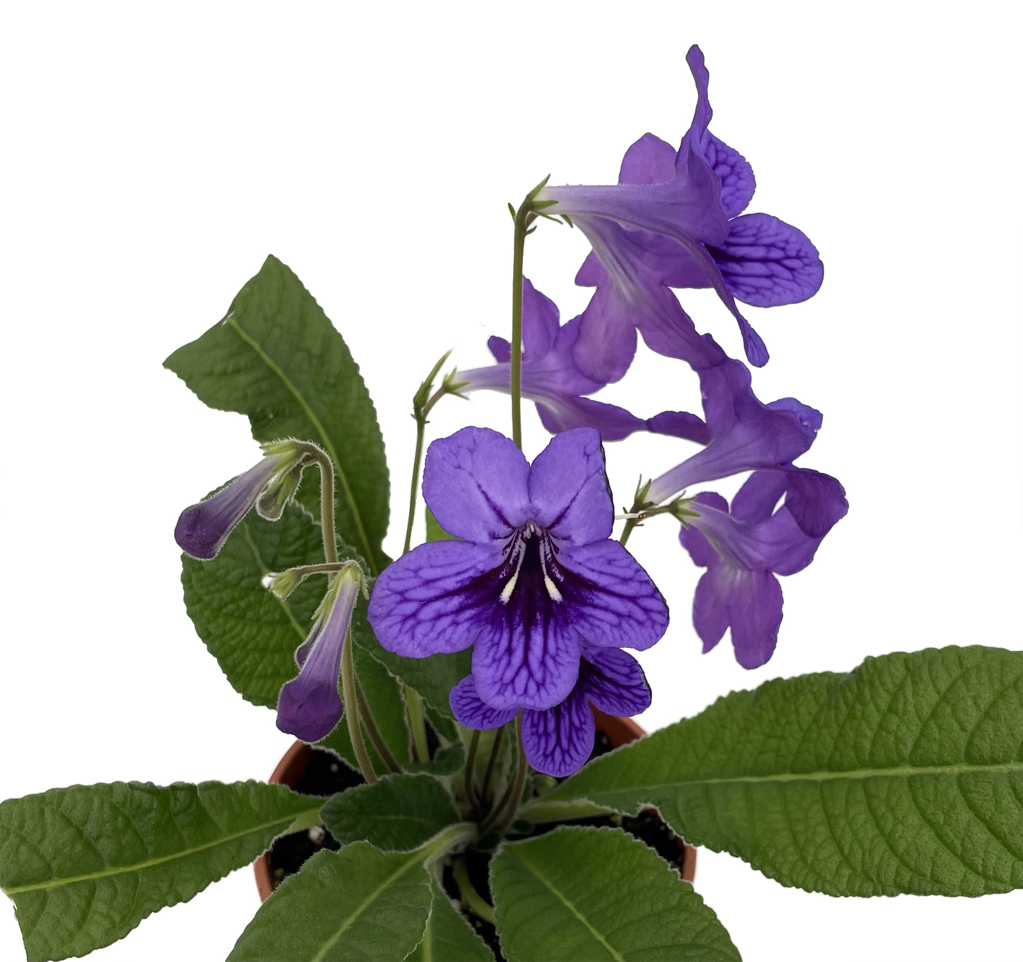 Ladyslippers® Blueberry Streptocarpus - 4" Pot - Collector's Series ...