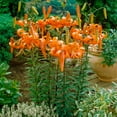 Garden State Bulb Splendens Tiger Orange Lily Flower Bulbs, Spring ...