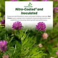 Outsidepride Red Clover Seed Nitro-Coated Inoculated, 5 LBS for Cover ...