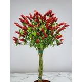 Tropical Plants of Florida 44" to 48" Braided Shrimp Tree; Red Flowers ...