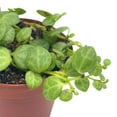 String of Turtles Peperomia Prostrata, Vining Plant, Live Tiny Mini Pixie Plant, 2 inch Pot by ...
