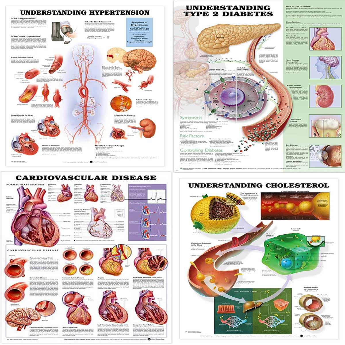 Buy Anatomical Cardiology Chart Set 2 20'' x 26 Online at Lowest Price ...