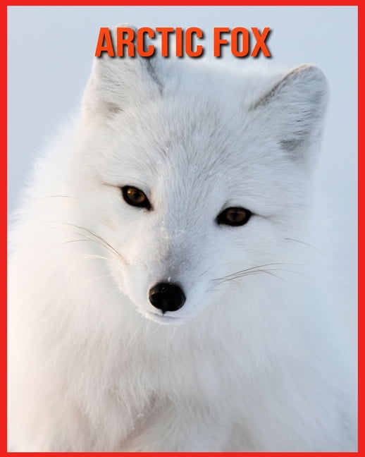 Arctic Fox : Fascinating Arctic Fox Facts for Kids with Stunning ...