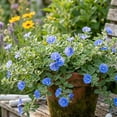 Set of 2 Evolvulus Blue Daze Live Plant, Blue Daze Plant Flowers for ...