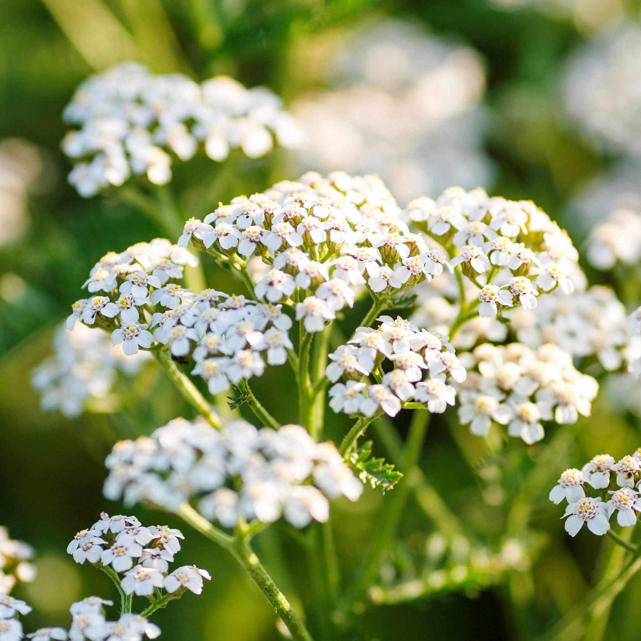 Yarrow Flower White