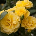 Heirloom Roses Yellow Rose Bush - Sparkle & Shine™ Floribunda , Live ...