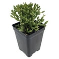 Spice Cactus Plant - Rhipsalis salicornioides - 2.5" Pot - Succulent ...
