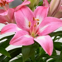 Magic Star Double Oriental Lily Flower Bulbs - 3 Lilies Bulbs per Pack - Attracts Butterflies ...