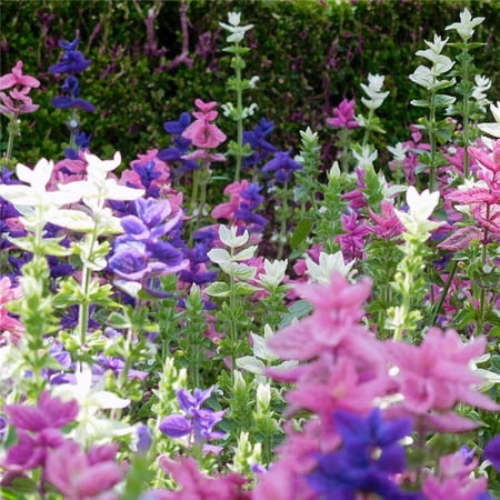 Salvia Blue Mix Plants s 30pcs Organic Salvia Japonica Tropical Sage ...