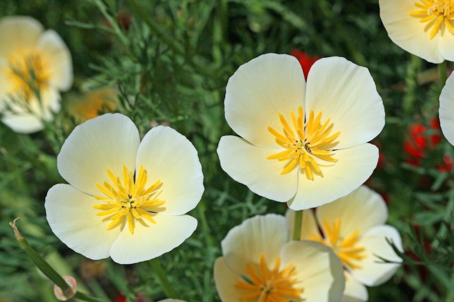 SEEDS ! 100 Premium Seeds - California White Linen Poppy Attracts ...