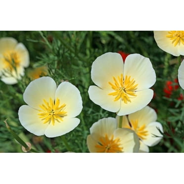 SEEDS ! 100 Premium Seeds - California White Linen Poppy Attracts ...