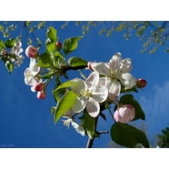 50 SPADELEAF Edible Coinwort Centella Asiatica Gotu Kola Herb Pink ...